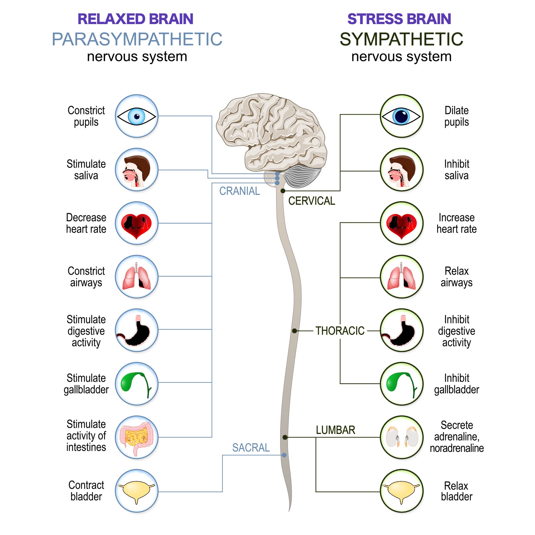 more on anxiety and the central nervous system – goodsugar